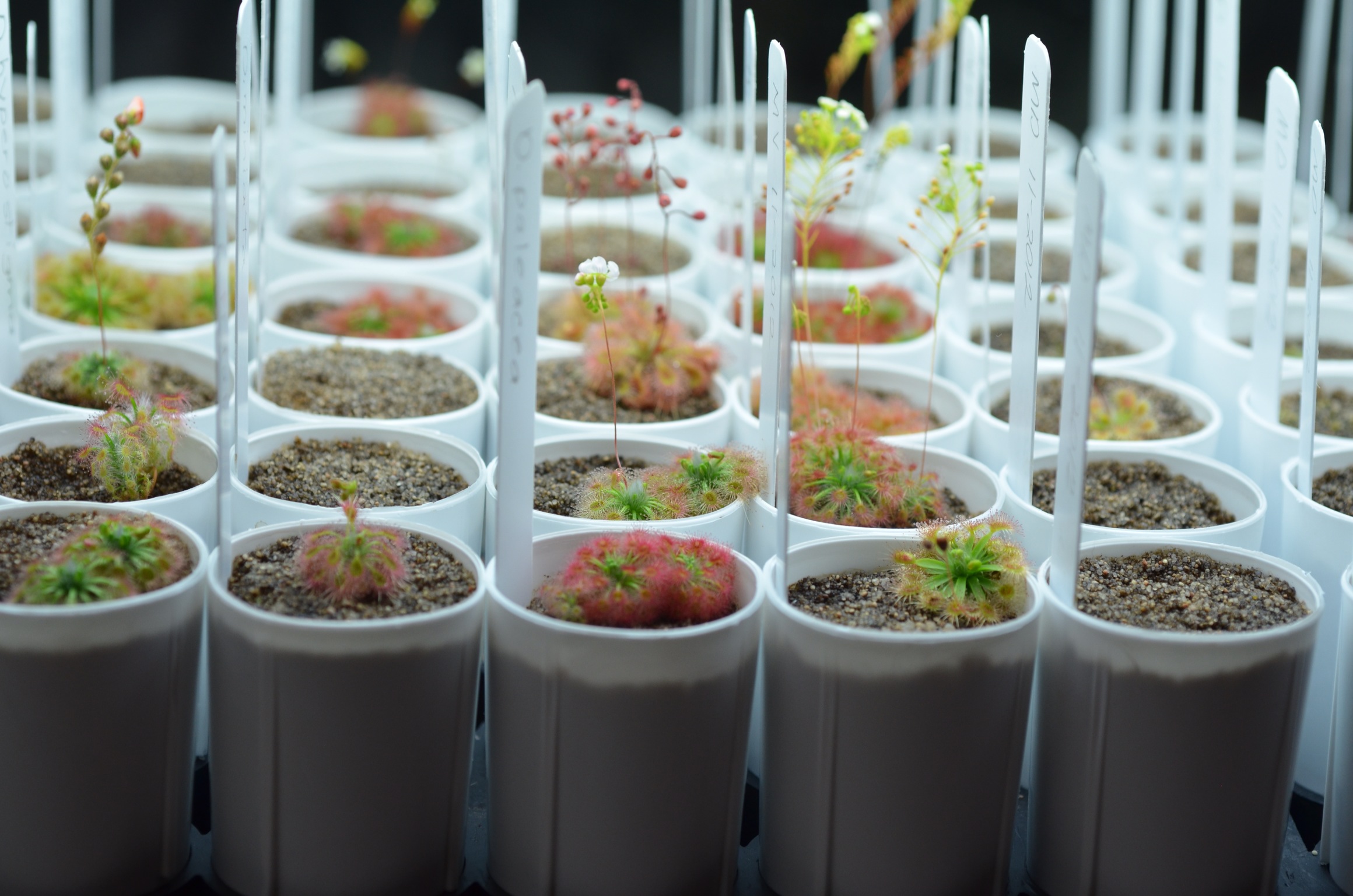 Jeremiah's Greenhouses June 2013 - FlyTrapCare Forums