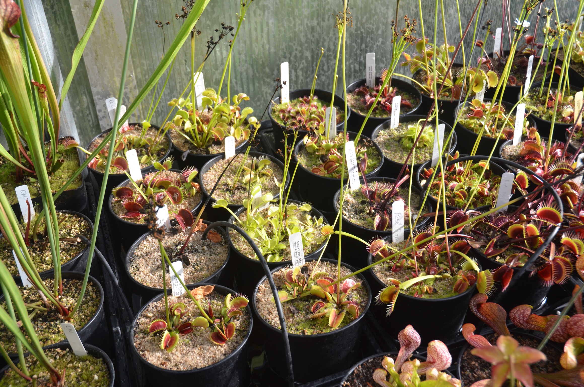 Jeremiah's Greenhouses June 2013 - FlyTrapCare Forums