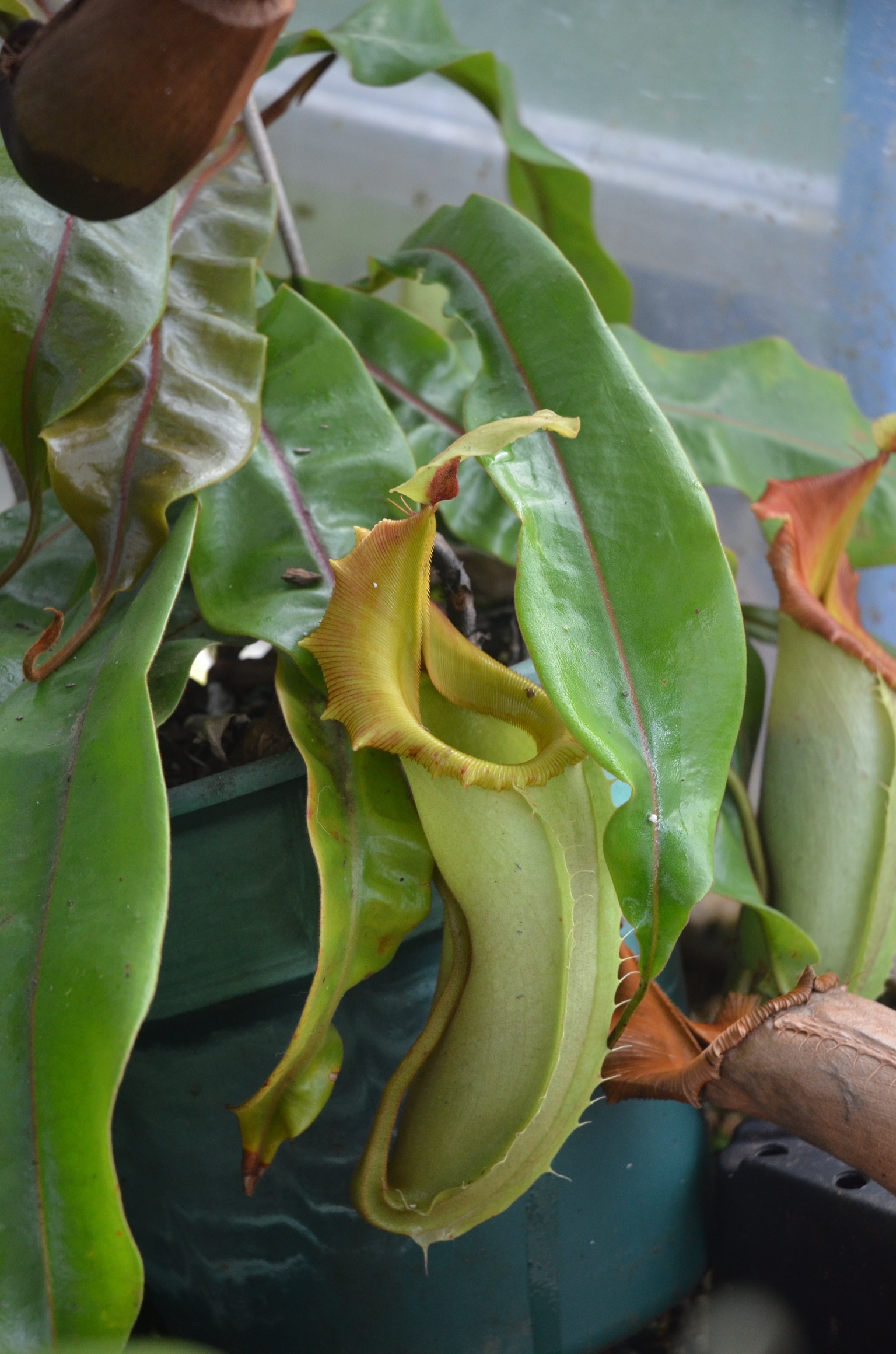 Jeremiah's Greenhouses June 2013 - FlyTrapCare Forums