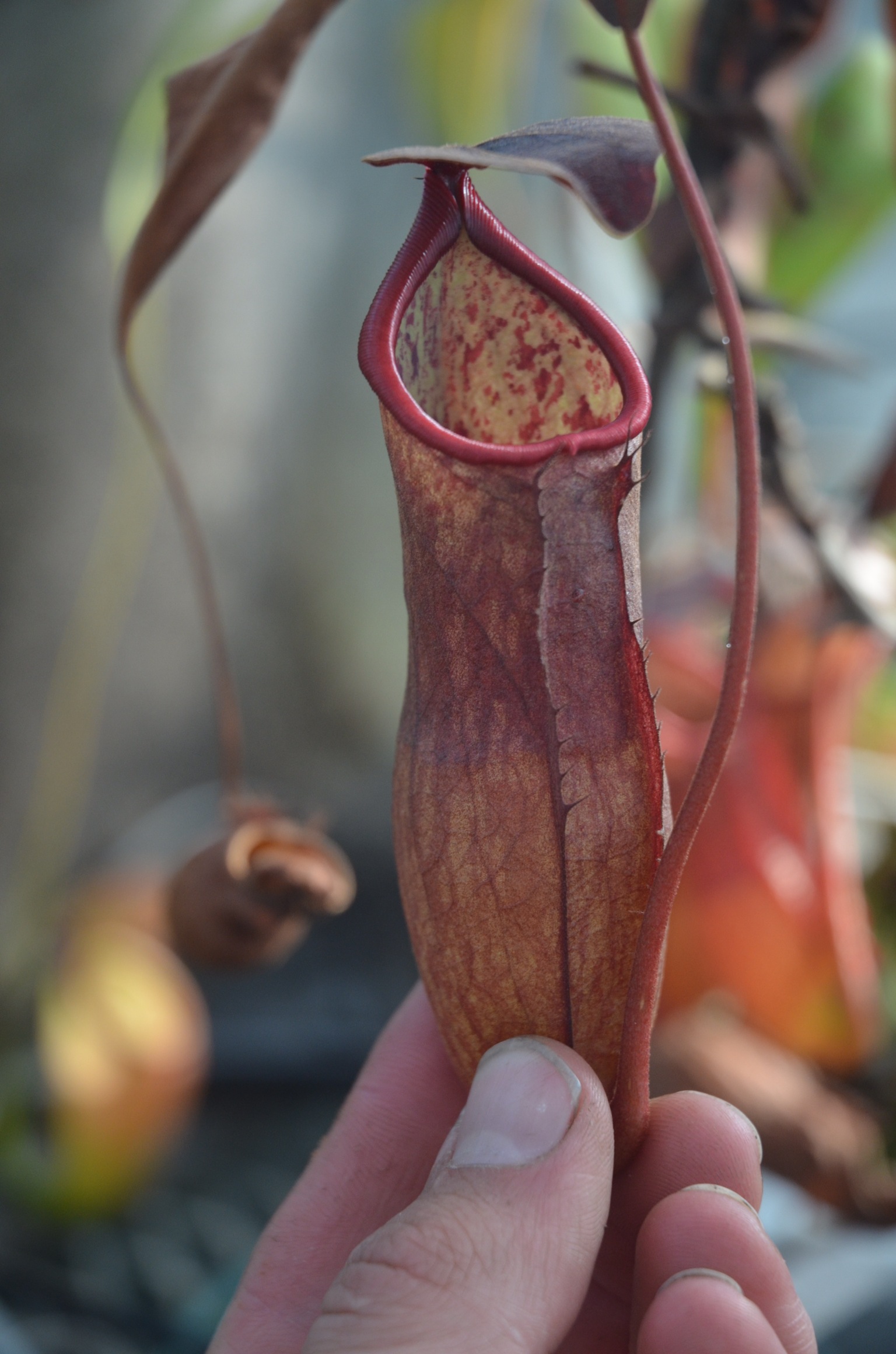 Jeremiah's Greenhouses June 2013 - FlyTrapCare Forums