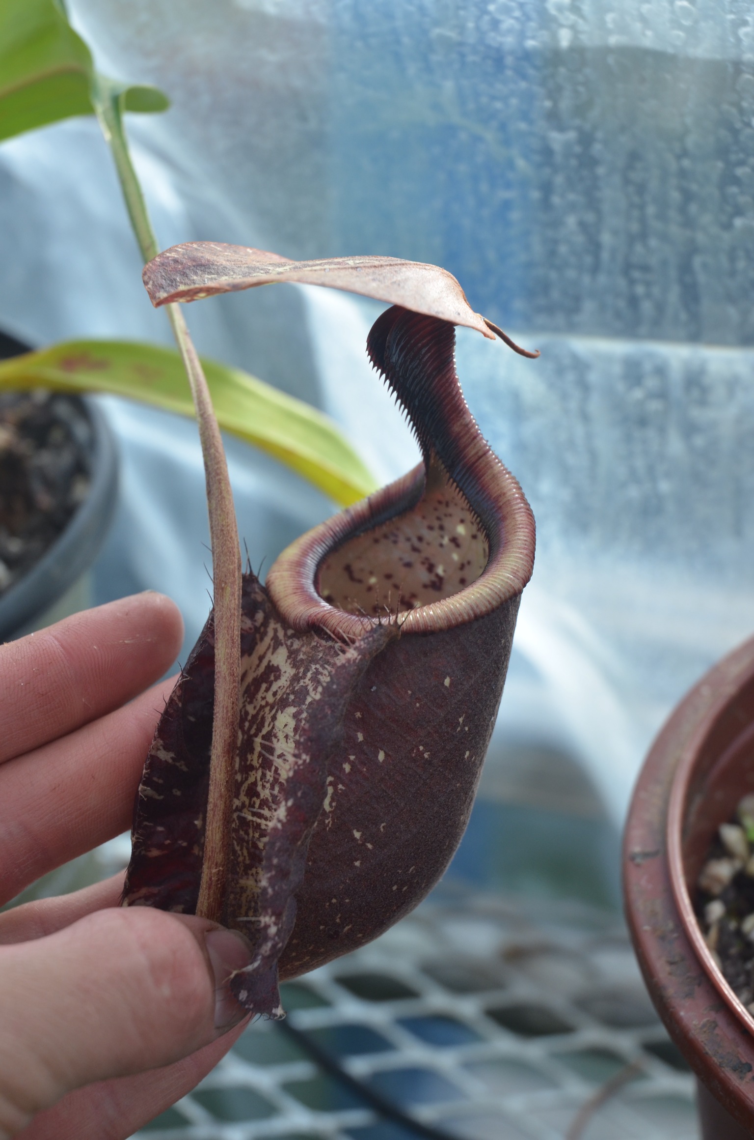 Jeremiah's Greenhouses June 2013 - FlyTrapCare Forums