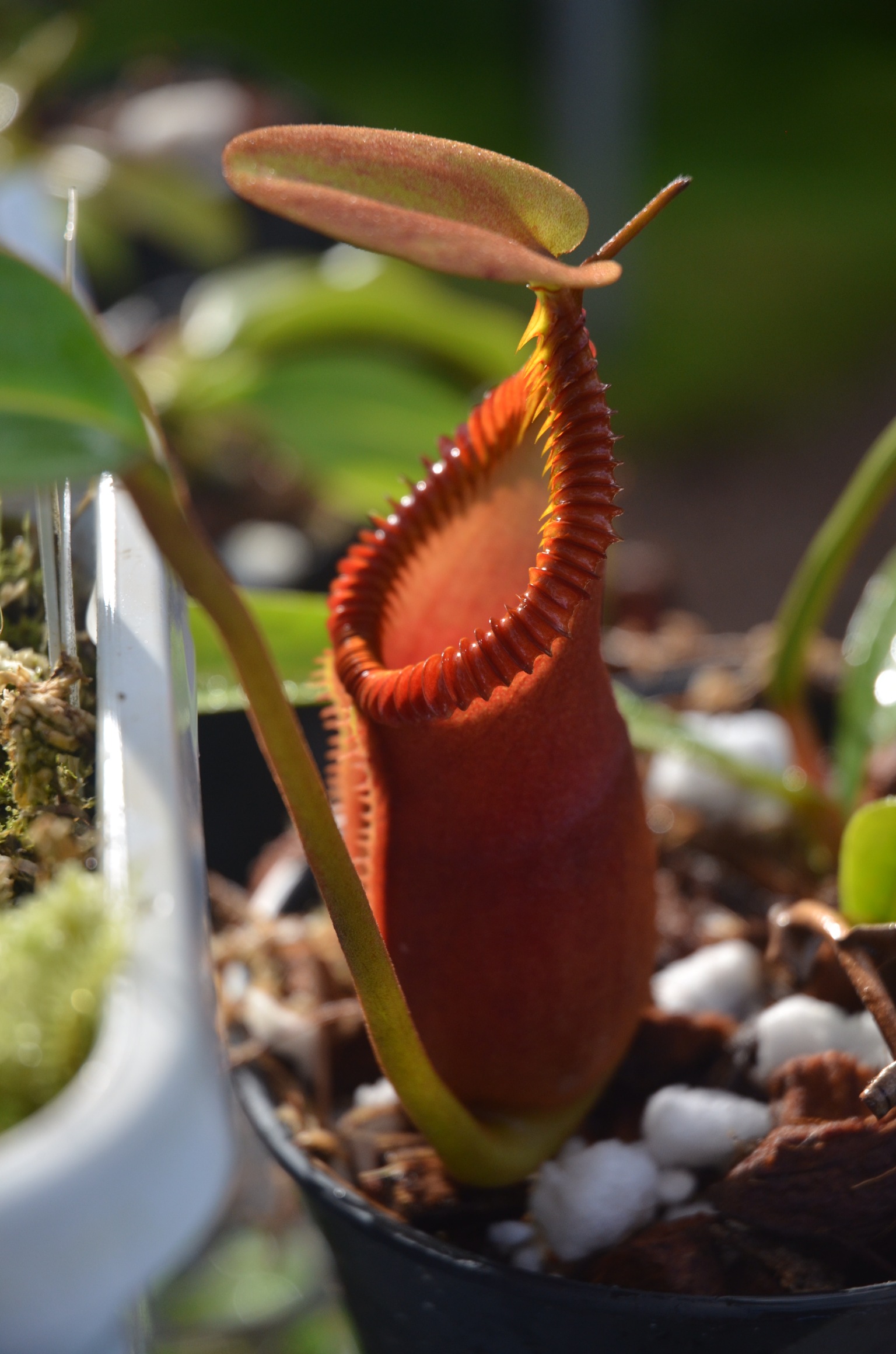 Jeremiah's Greenhouses June 2013 - FlyTrapCare Forums