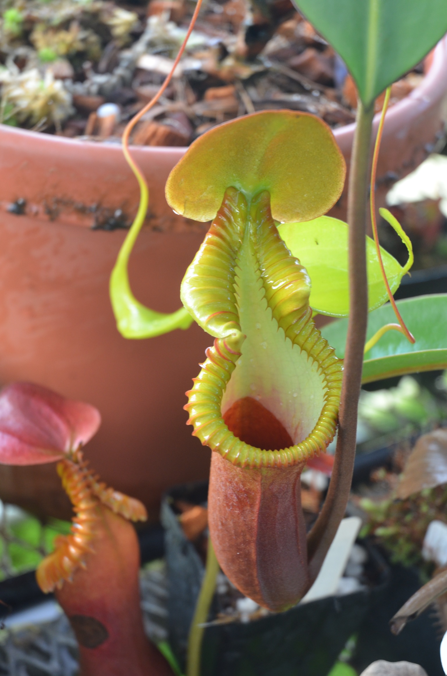 Jeremiah's Greenhouses June 2013 - FlyTrapCare Forums