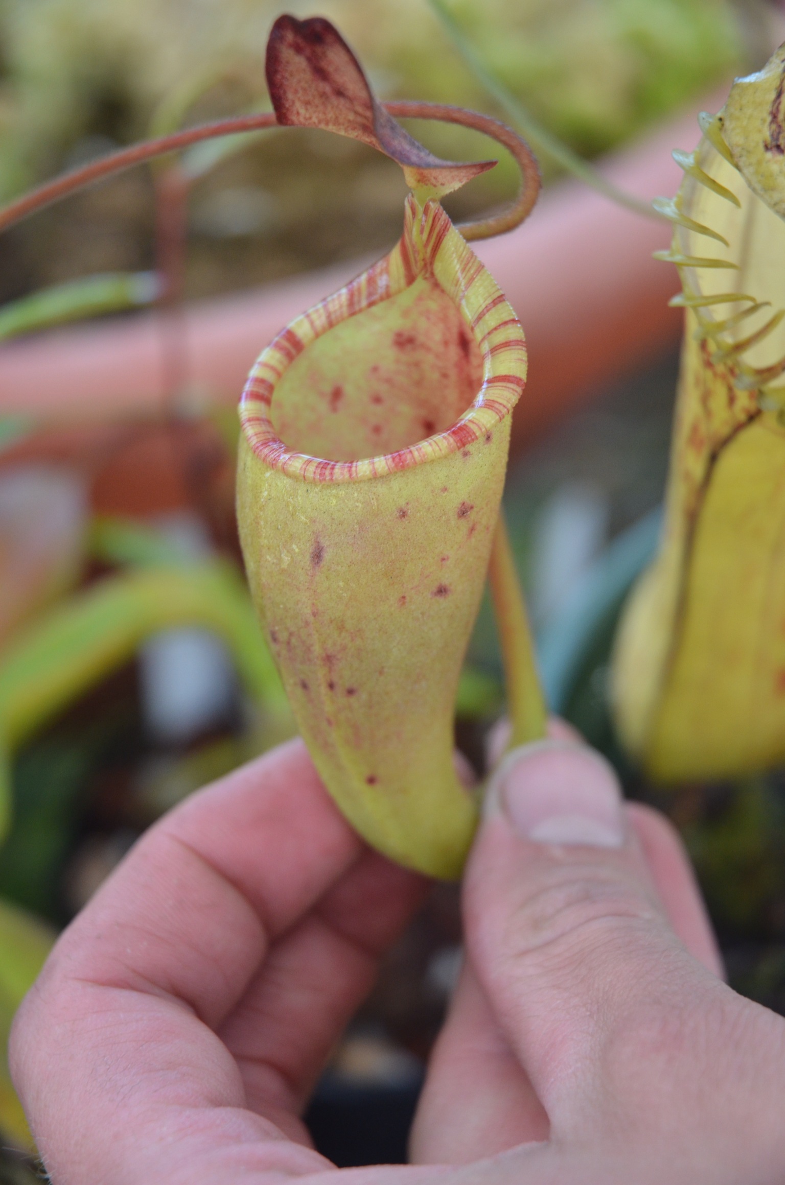 Jeremiah's Greenhouses June 2013 - FlyTrapCare Forums