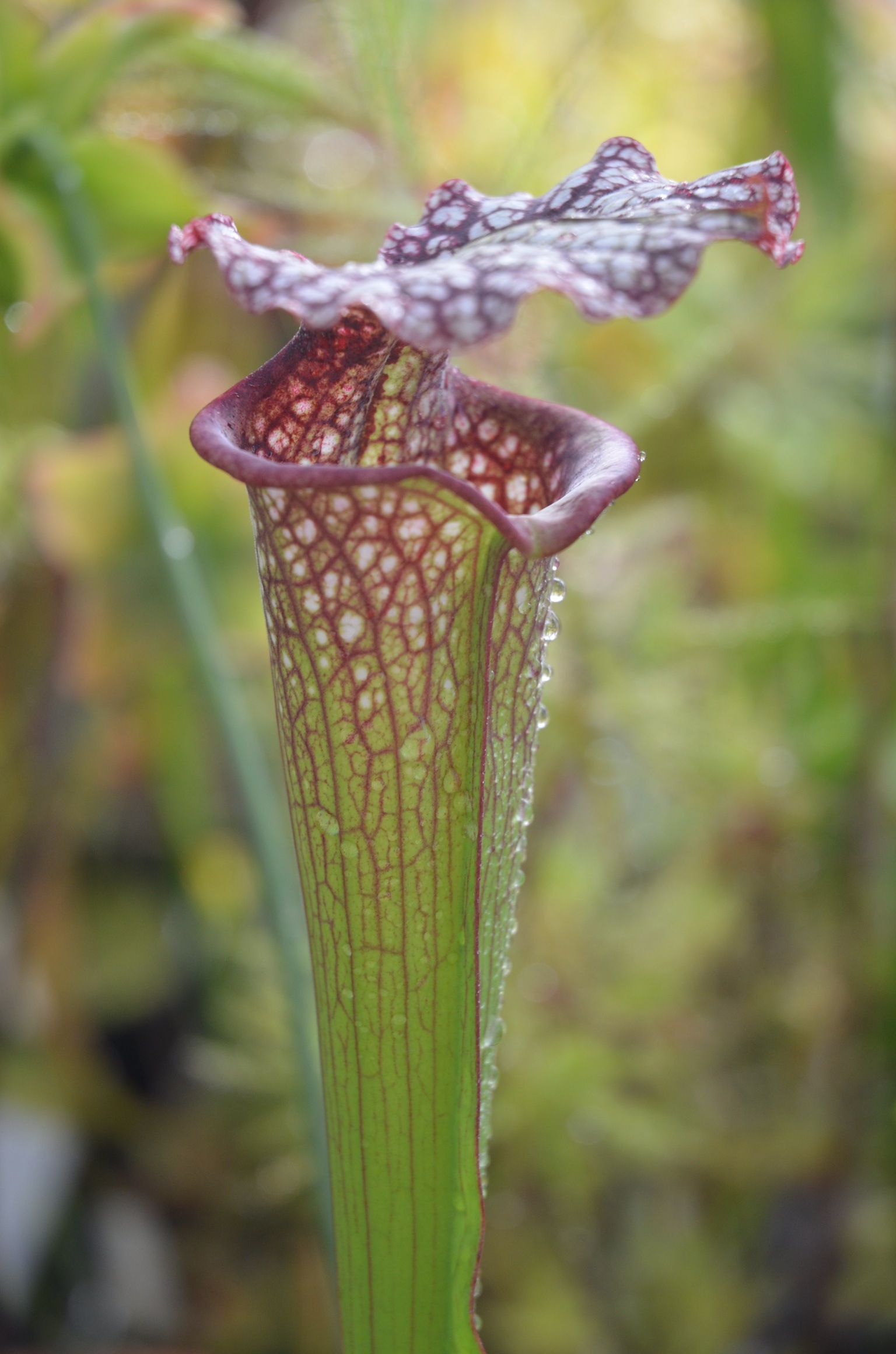 Jeremiah's Greenhouses June 2013 - FlyTrapCare Forums