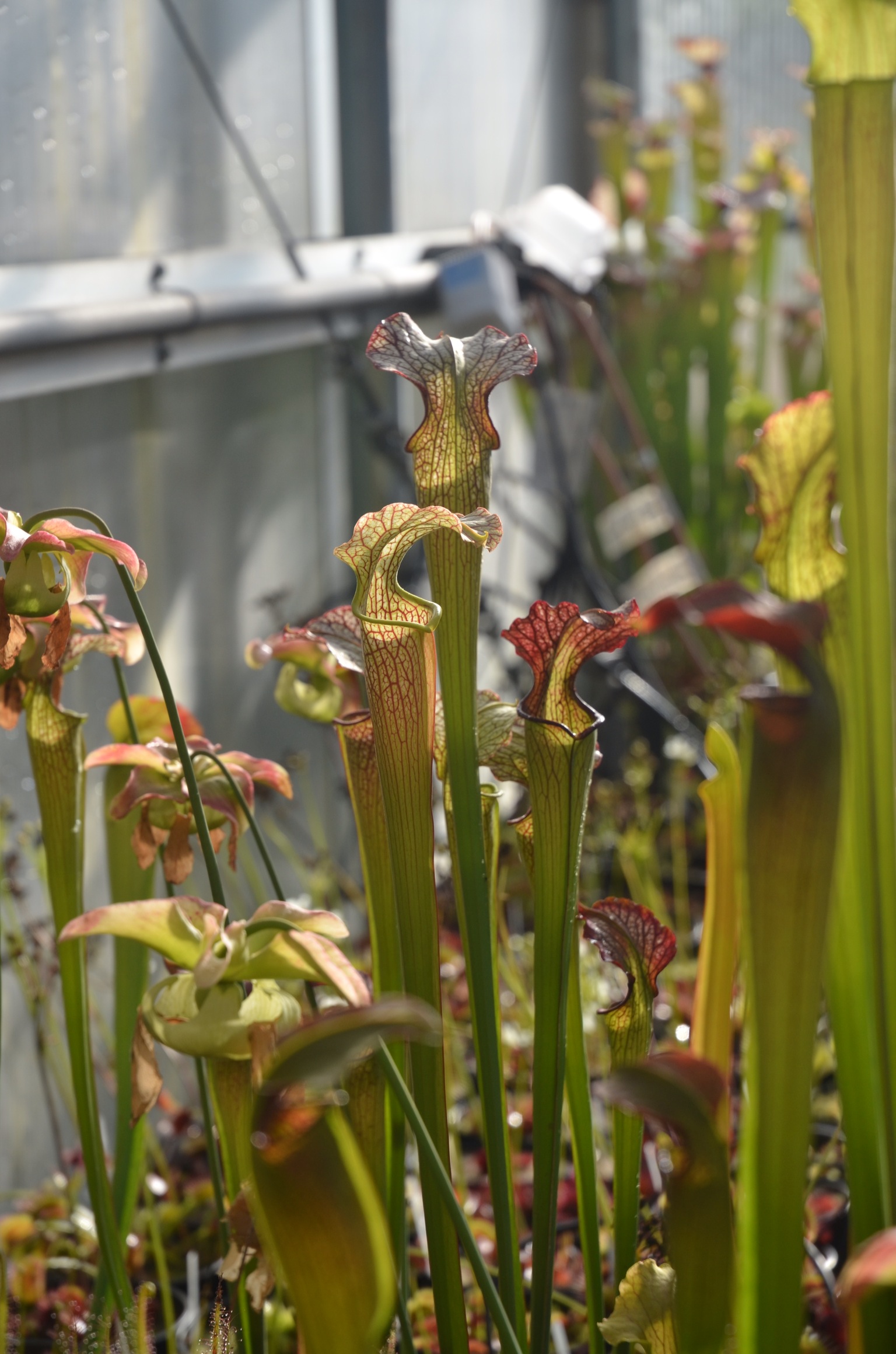 Jeremiah's Greenhouses June 2013 - FlyTrapCare Forums