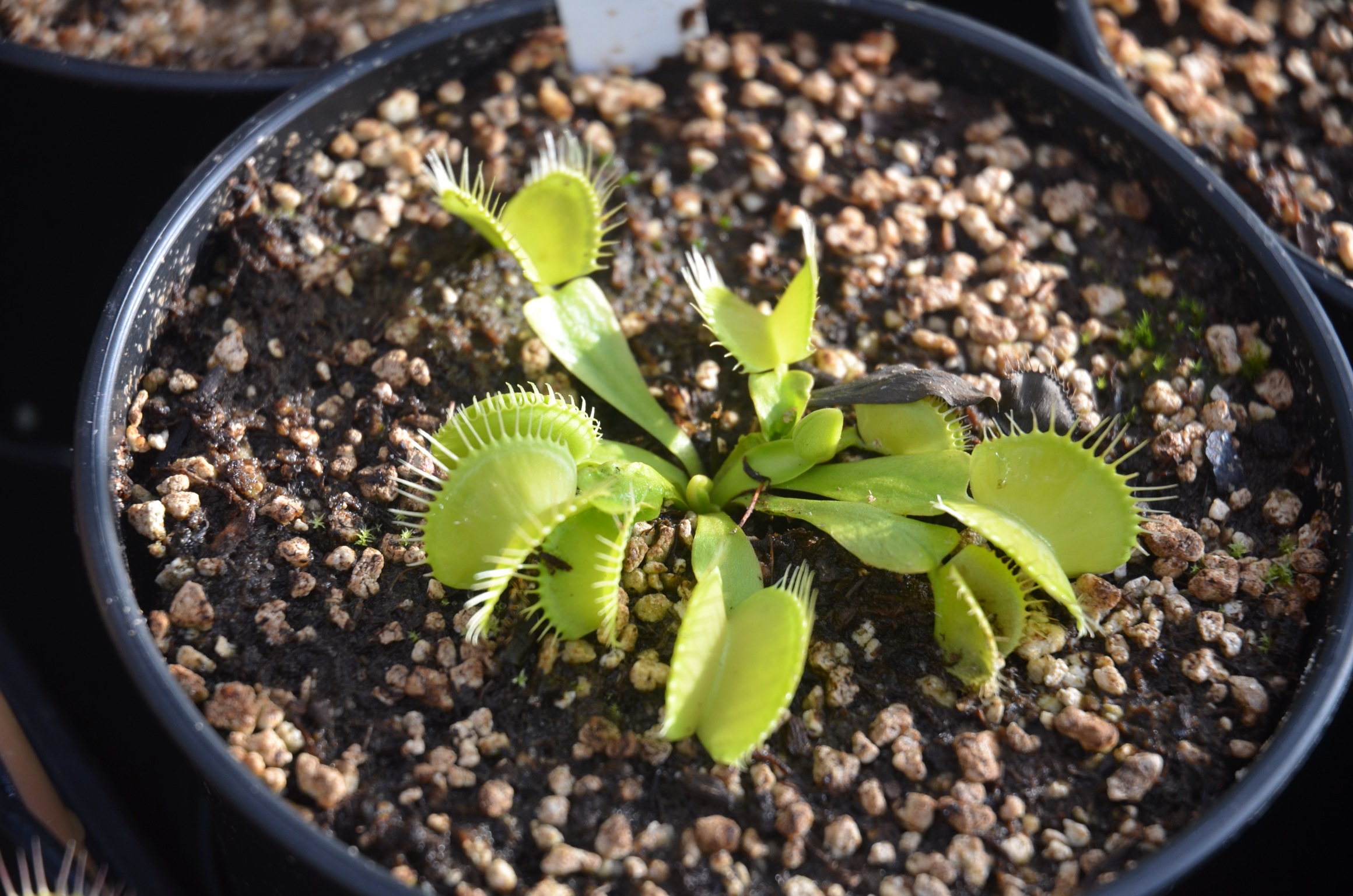 Jeremiah's Greenhouses June 2013 - FlyTrapCare Forums