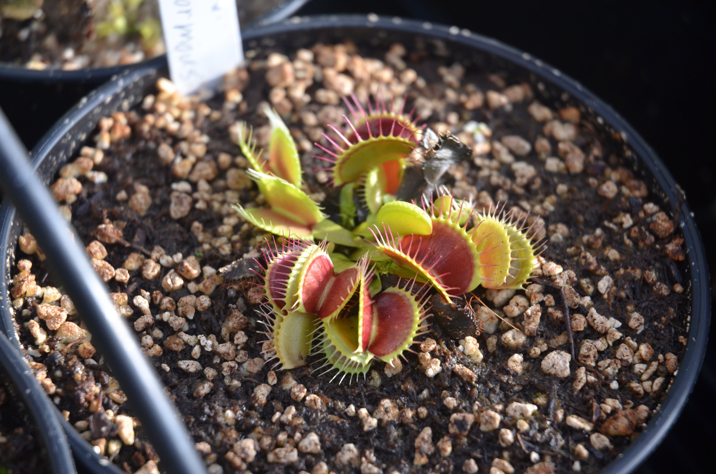 Jeremiah's Greenhouses June 2013 - FlyTrapCare Forums