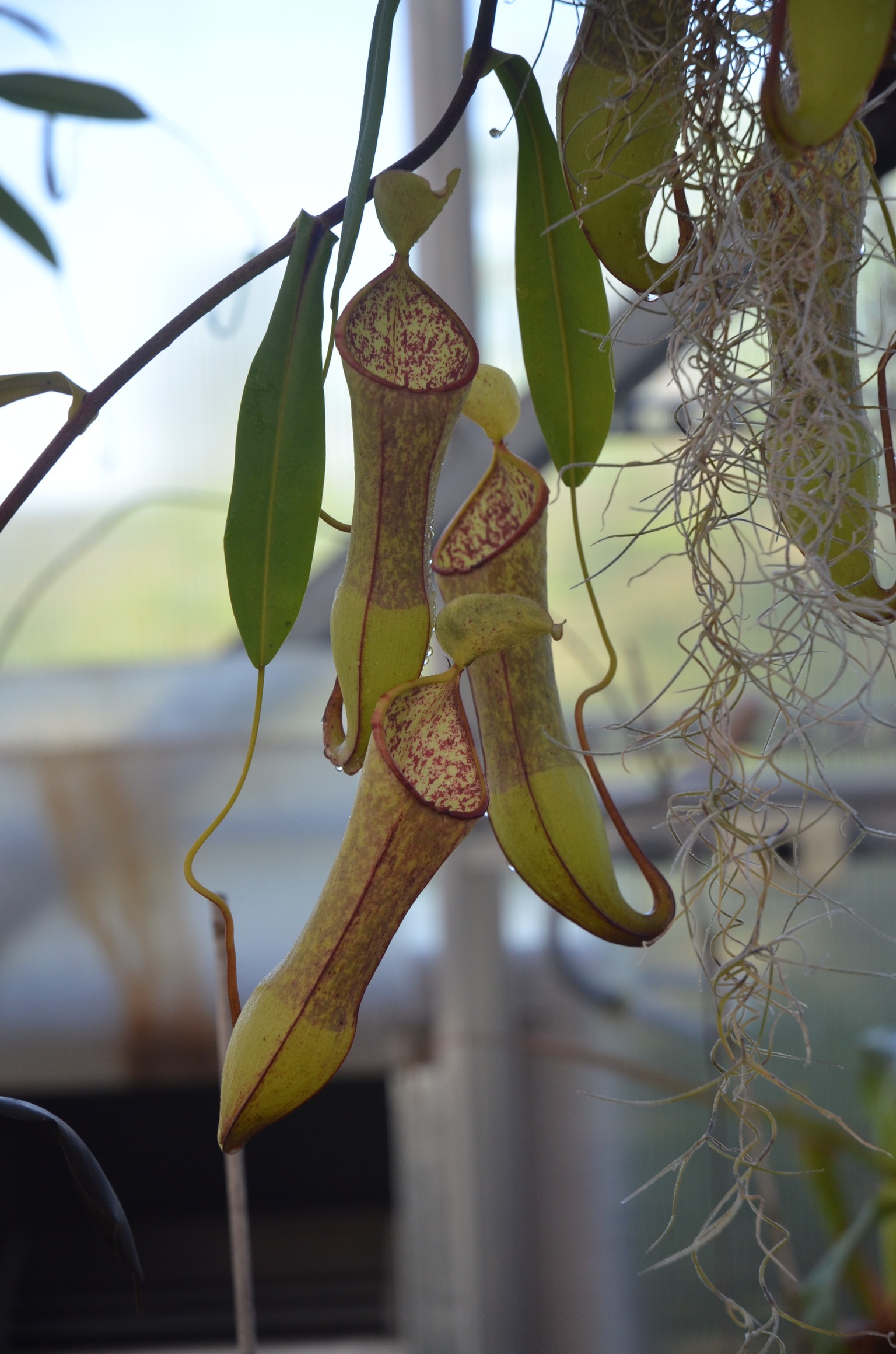 Jeremiah's Greenhouses June 2013 - FlyTrapCare Forums